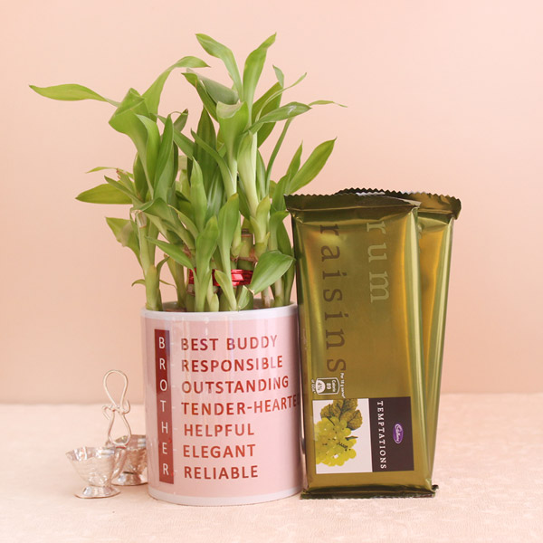 Send Lucky Plant Hamper for Best Bro Online - BD19-93484 | Giftalove