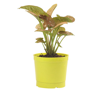 Buy Plants Online Purulia | Best Plant Nursery in Purulia - Giftalove