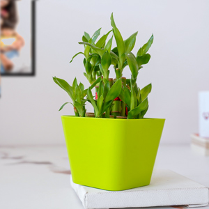 Buy Plants Online Puducherry | Best Plant Nursery in Puducherry - Giftalove