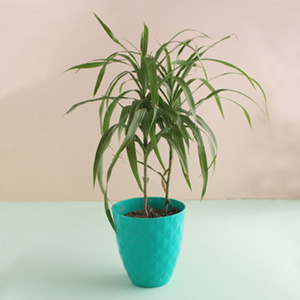 Buy Plants Online Mathura | Best Plant Nursery in Mathura - Giftalove