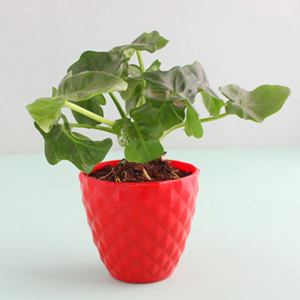 Buy Plants Online Puducherry | Best Plant Nursery in Puducherry - Giftalove