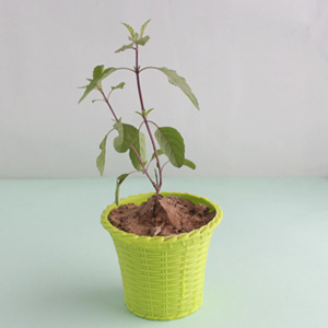 Buy Plants Online Purulia | Best Plant Nursery in Purulia - Giftalove