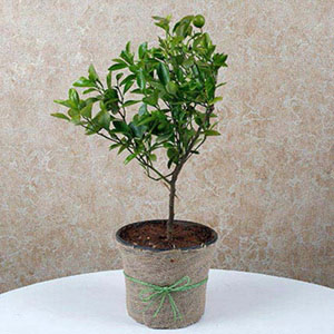 Buy Plants Online Purulia | Best Plant Nursery in Purulia - Giftalove